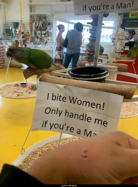 Best Funny parrot Memes - 9GAG