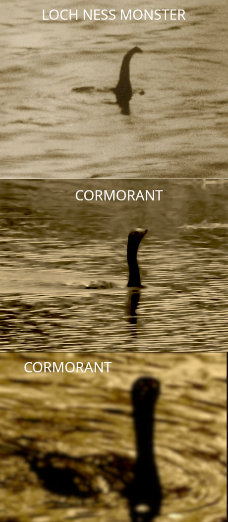 Best Funny cormorant Memes - 9GAG