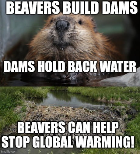 Best Funny beaver Memes - 9GAG