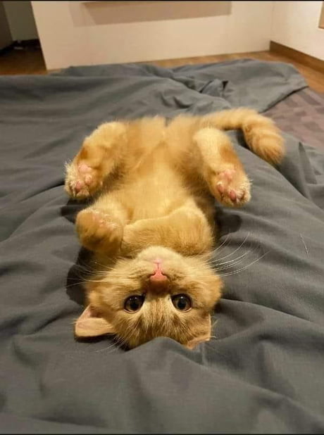 Samurai Shrek - 9GAG