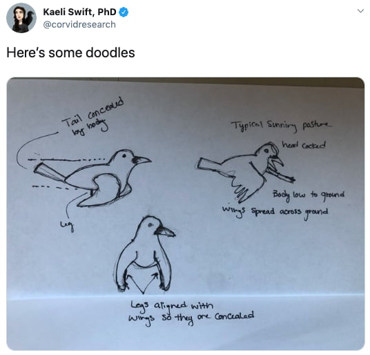 The Internet Tries To Explain This Buff Gorilla Crow - 9GAG