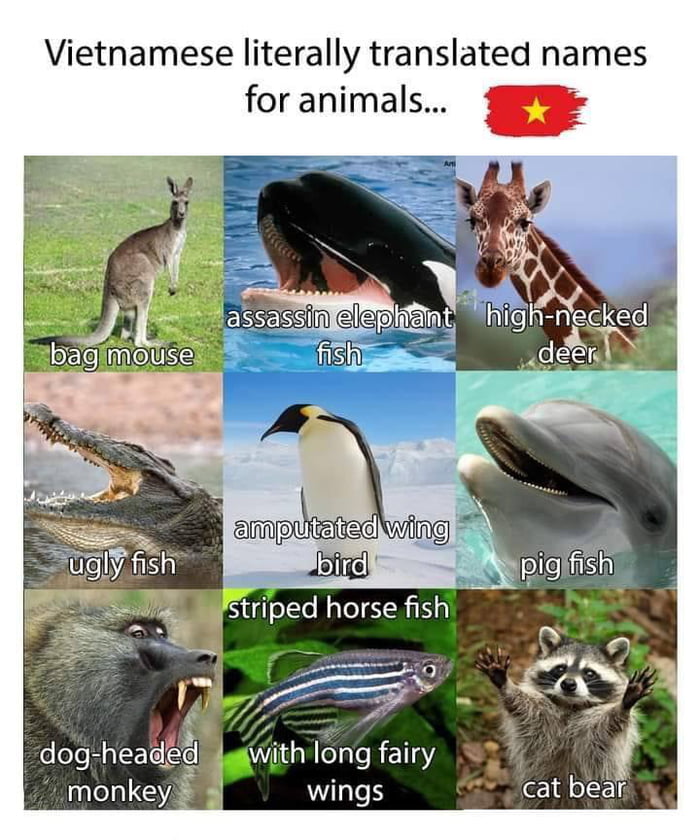 In your native language, how do you spell the names of animal? - 9GAG