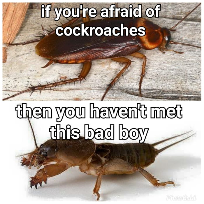 Cockroaches on steroid - 9GAG