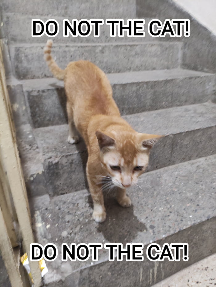 Do not the cat - 9GAG
