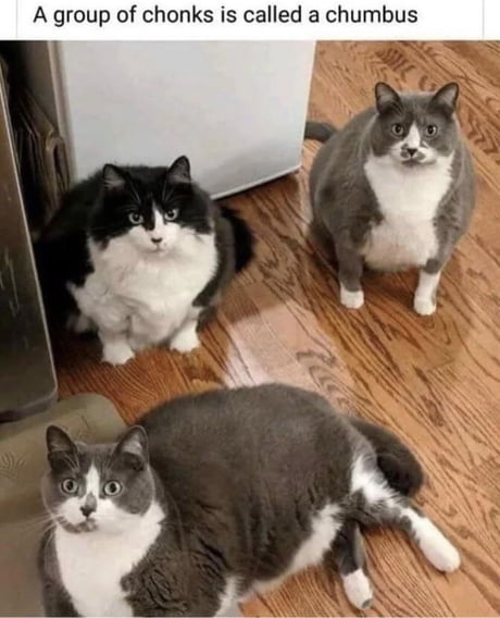 Best Funny chonk Memes - 9GAG