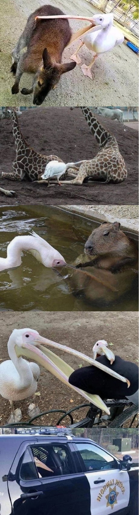 Best Funny pelican Memes - 9GAG