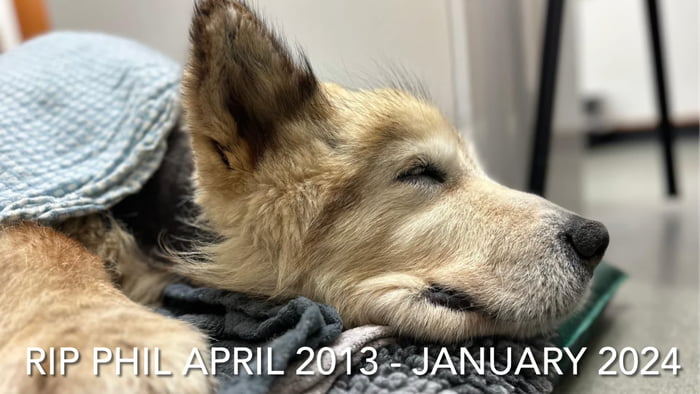 RIP Phil the Dont Woof Dog or Dog Front of White Board - 9GAG