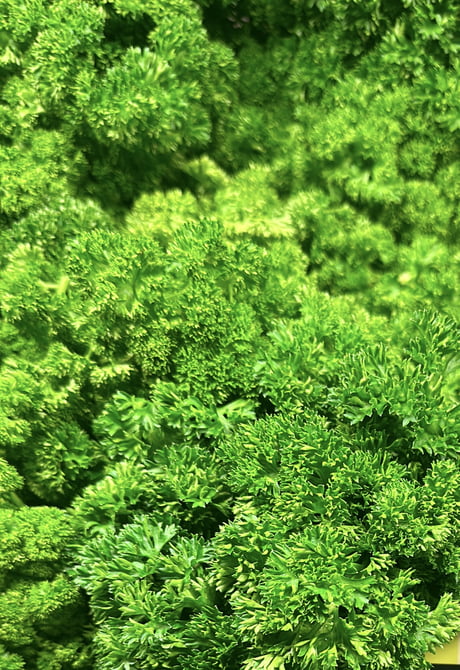 Best Funny parsley Memes - 9GAG