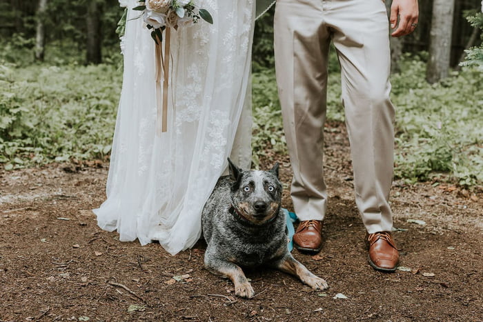 Adorable Dog Photobombs Her Pawrents‘ Wedding Photo With the Cutest ...