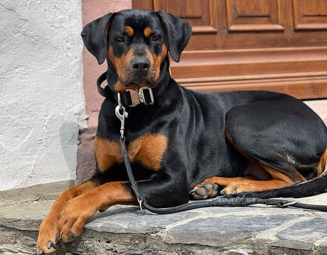 Doberman And Rottweiler Mix