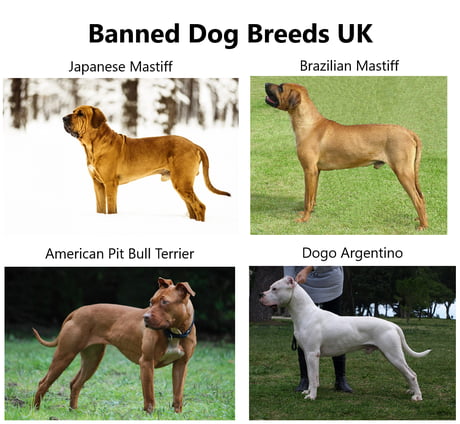 What Dogs Are Banned In Japan