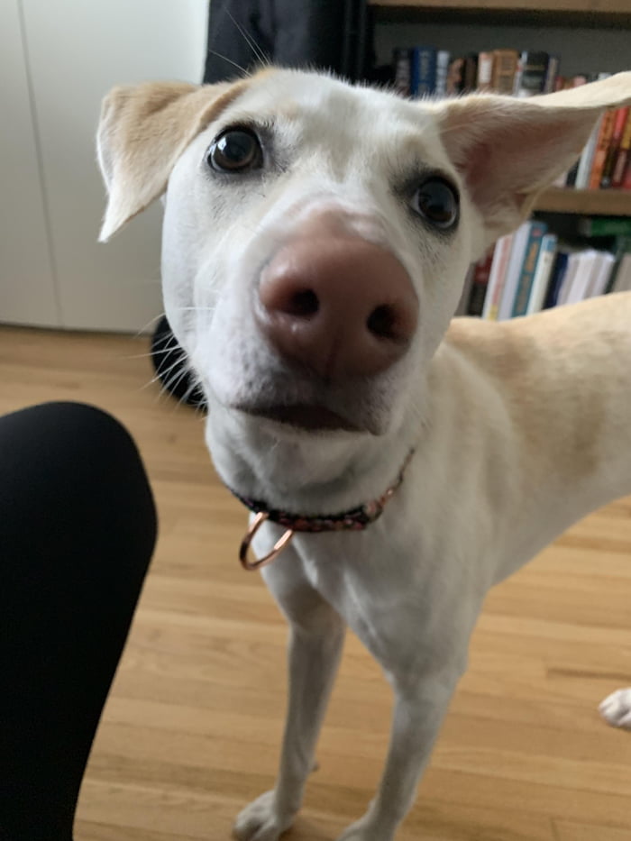 The Most Boopable Of Noses 9gag