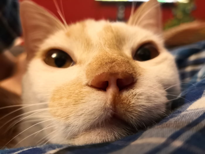 Looks like bucky from get fuzzy - 9GAG