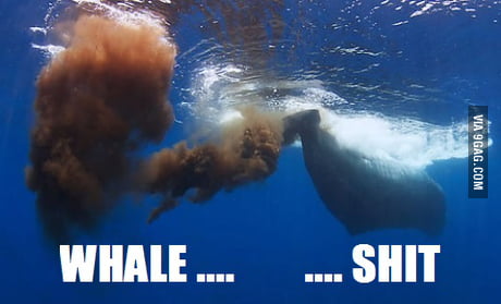 Whale Poop Memes Whale Pooping GIFs Find & Share On GIPHY