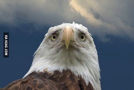 Sad Eagle Memes