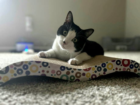 Best Funny dingus Memes - 9GAG