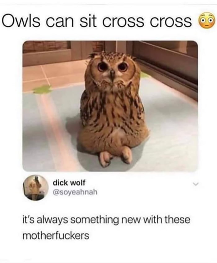 Owls are just full of surprises, apparently they can sit like this. - 9GAG