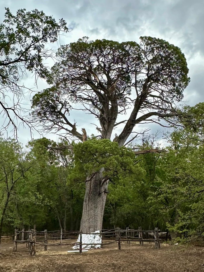 Standing tall through the ages, a true giant of nature. - 9GAG