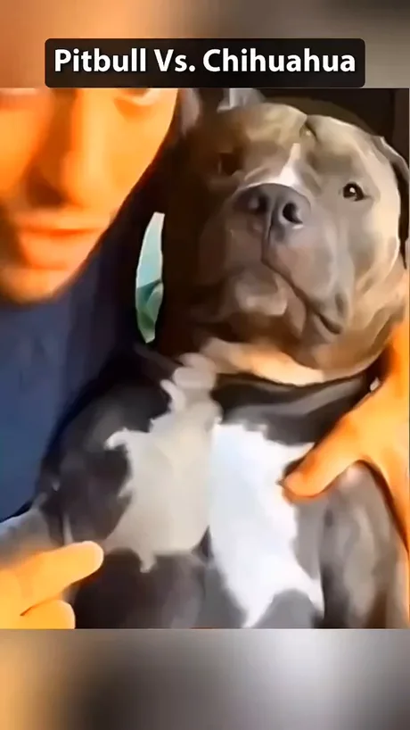 Pitbull Chihuahua Memes 700+ Dog Meme Stock Photos, Pictures