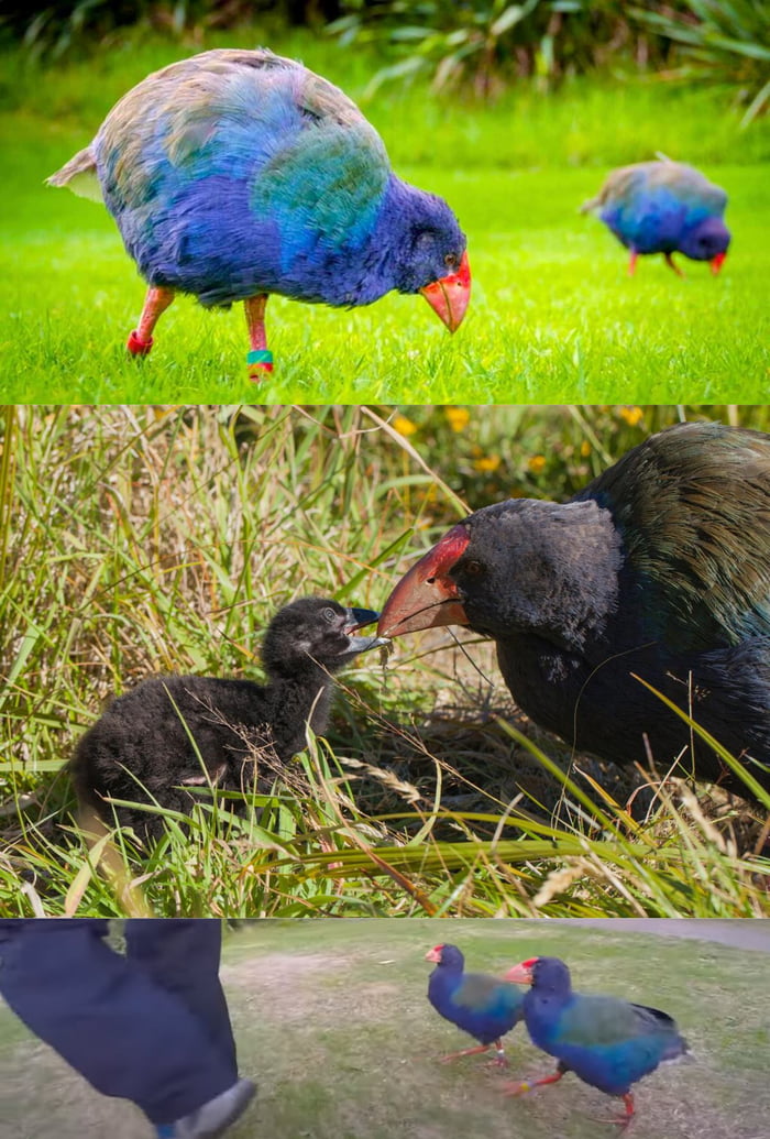 Earth-shaped bird, the takahē bird (Porphyrio hochstetteri), was driven ...