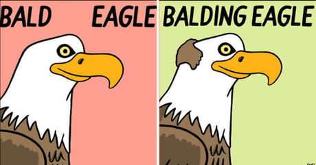 Best Funny eagle Memes - 9GAG