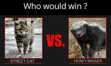 Best Funny honey badger Memes - 9GAG