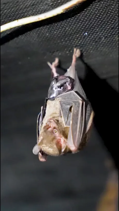 Bat Mane Memes Fortnite Home Run With The New Bat