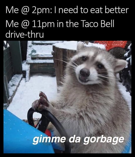 Best Funny racoon Memes - 9GAG