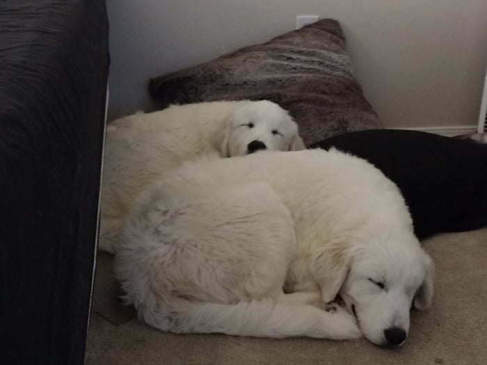 I have obtained two large fluffy clouds. Nova and Luna, 5 months old and as big as an adult ...