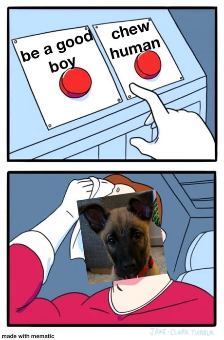 Best Funny good boy Memes - 9GAG