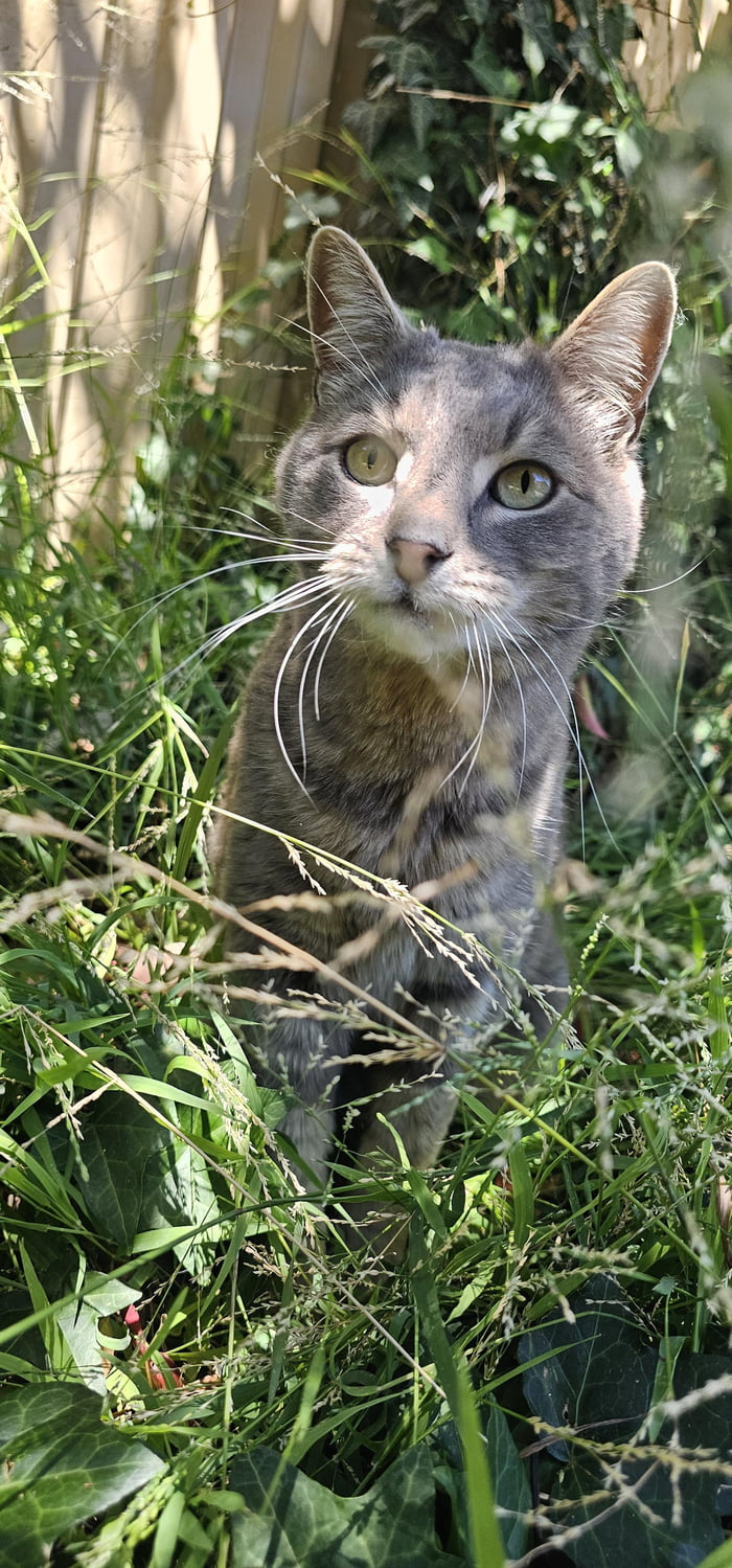 Meet Hiro, the cat who saved my life. - 9GAG