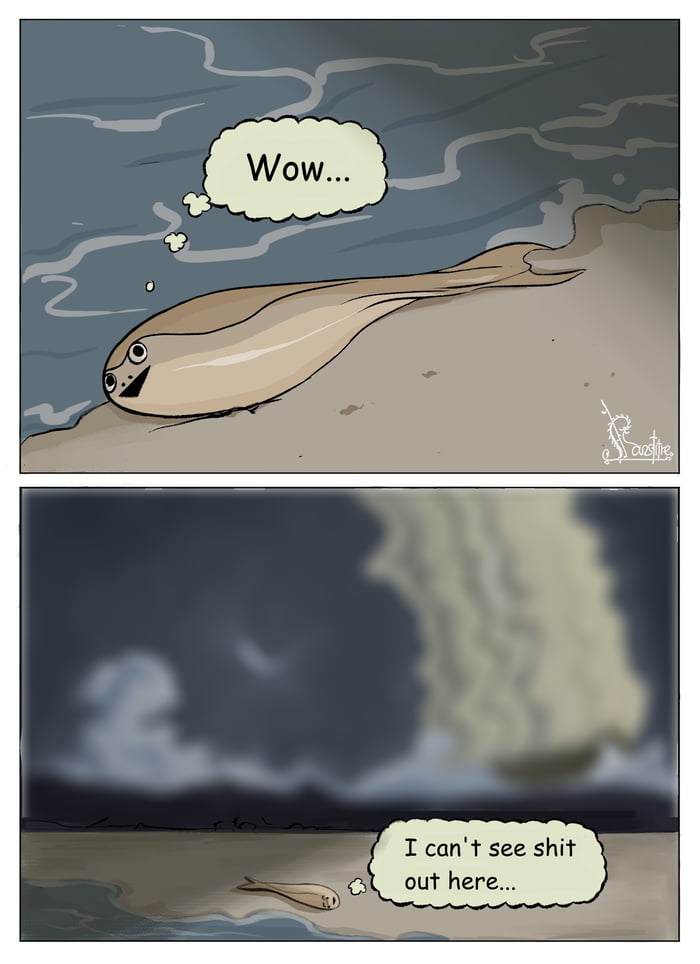 Fun fact: fish have very bad eyesight out of water - 9GAG