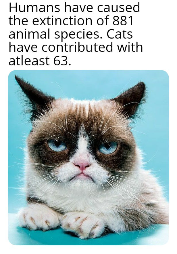 This could be a Cat - astrophe - 9GAG