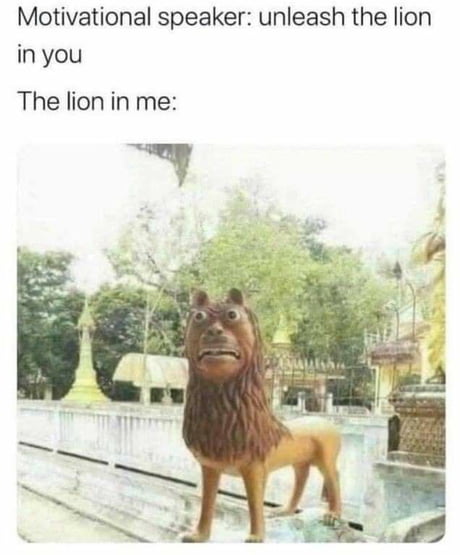 Best Funny lion Memes - 9GAG