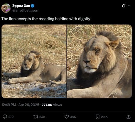 Best Funny lion Memes - 9GAG