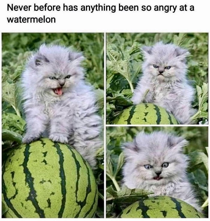 Angry kitty - 9GAG