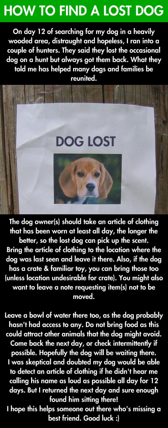 How To Find A Lost Dog - 9GAG