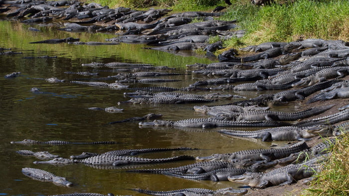 Florida Donates Alligators to Texas for Border Control. - 9GAG