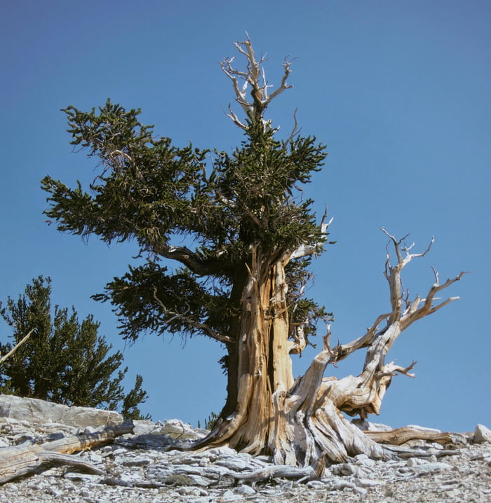 (Pinus longaeva) The Great Basin Bristlecone Pine, is the oldest tree ...