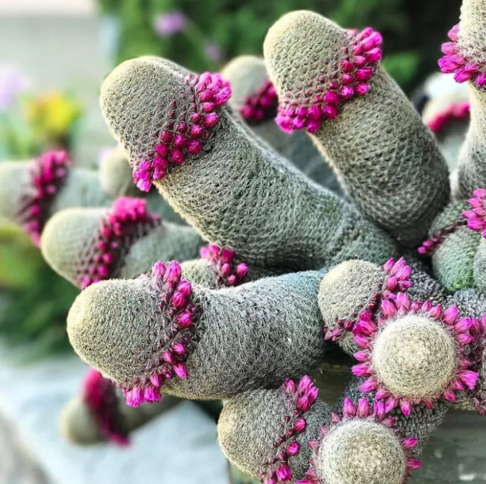 What kind of cactus is this? - 9GAG