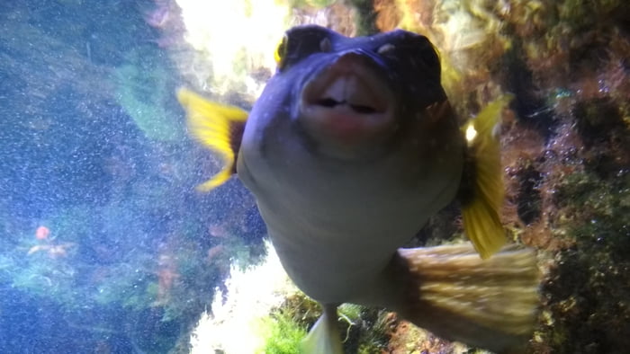 Derpy looking fish at the aquarium - 9GAG