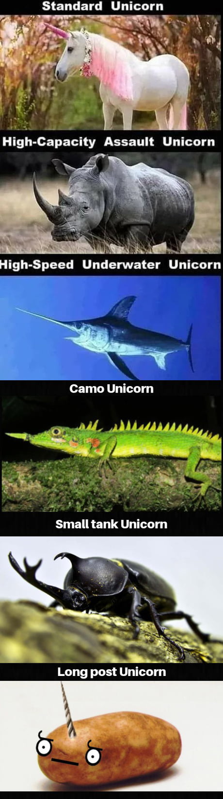 Unicorn Rhino Meme