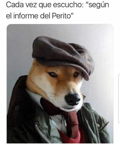 Memes Perro Arquitectura