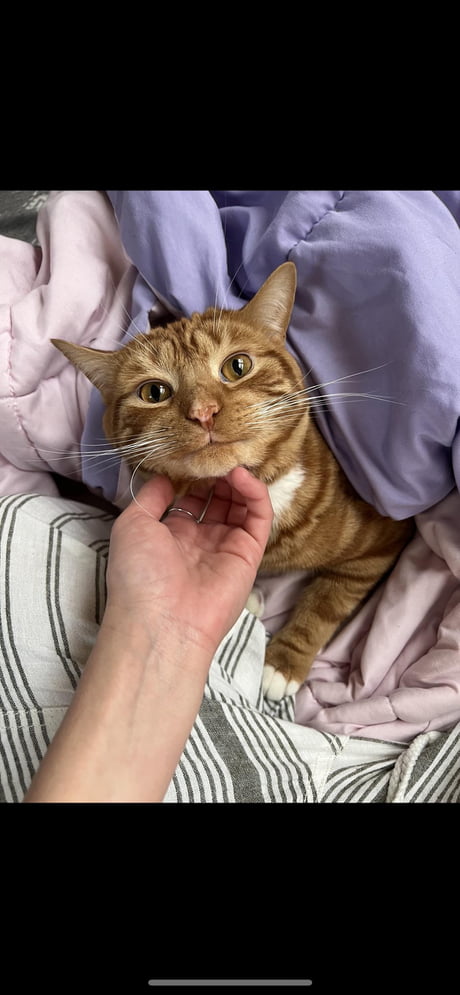 Itty-Bitty Hannibal Lecter Kitty - 9GAG