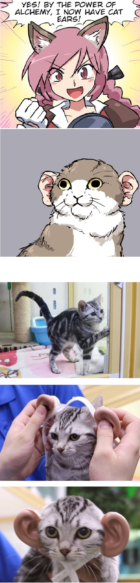 Cat Ear Memes