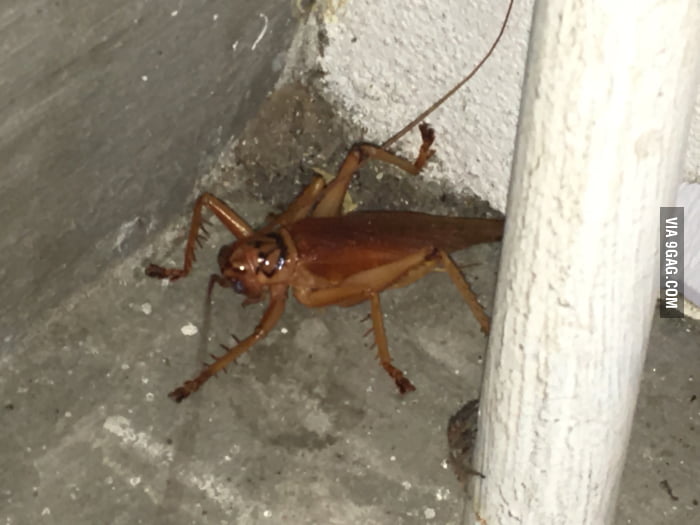 I just saw this grasshopper and cockroach hybrid at my school.... Dafuq ...