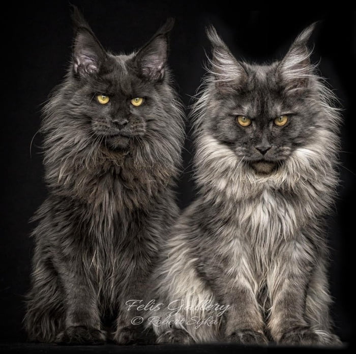 Fierce looking Maine Coons - 9GAG