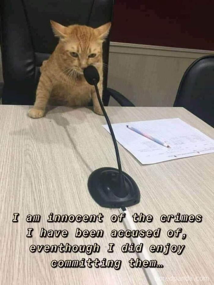 The would-cat - 9GAG