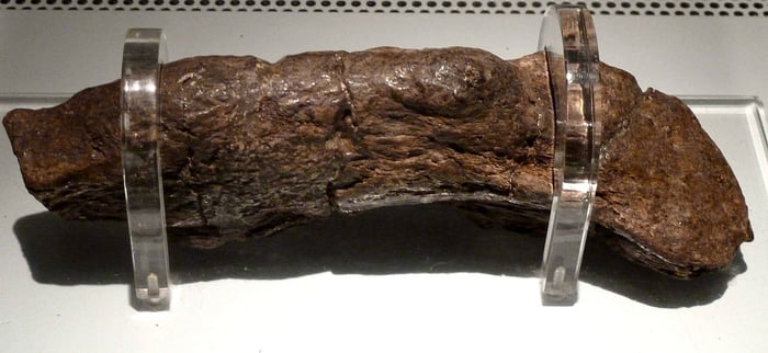 Largest example of fossilised human faeces (palaeofaeces) ever found ...