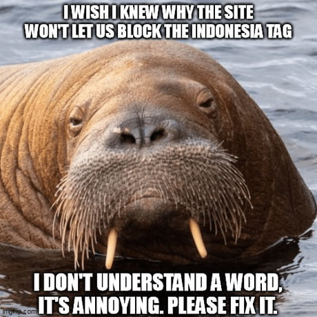 Best Funny walrus Memes - 9GAG
